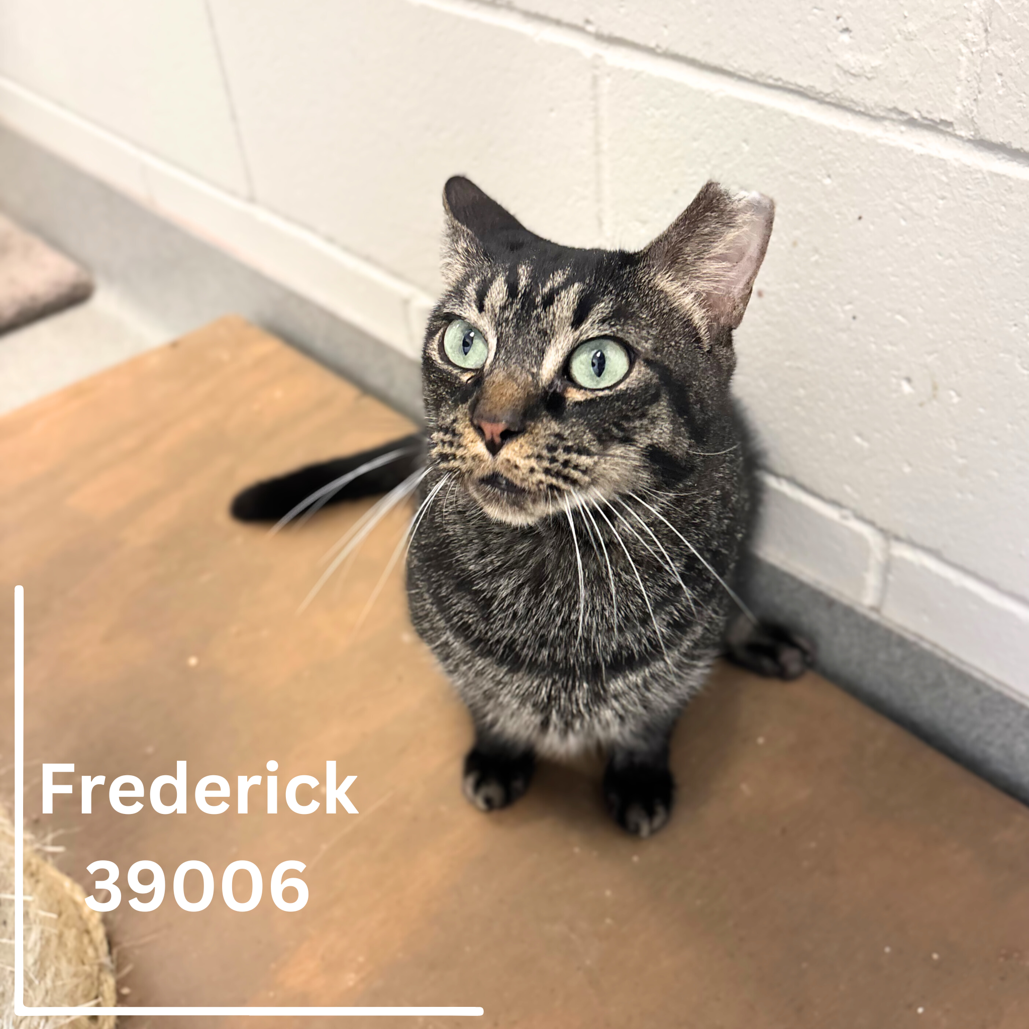 Frederick 39006 ADOPTED - Bainbridge-Decatur County Humane Society