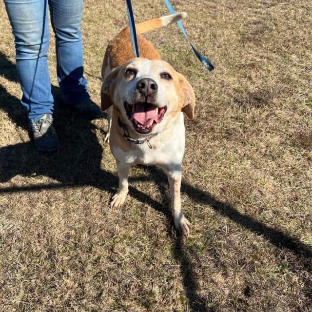 Sarah 39076 - Bainbridge-Decatur County Humane Society