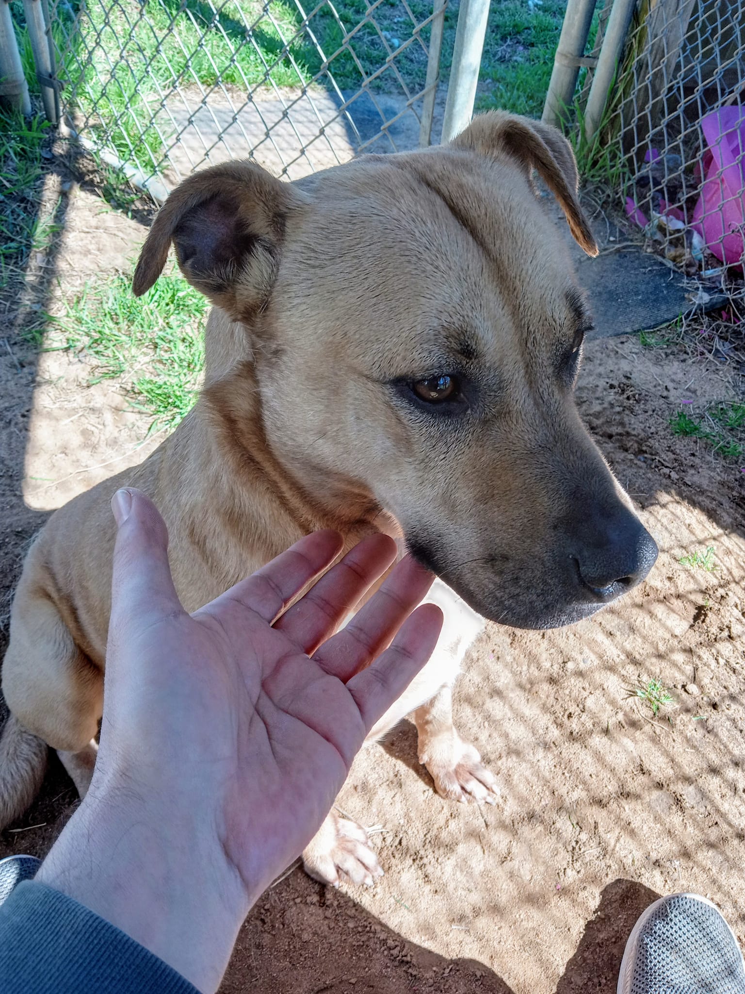 Deedi 35578 - Bainbridge-Decatur County Humane Society