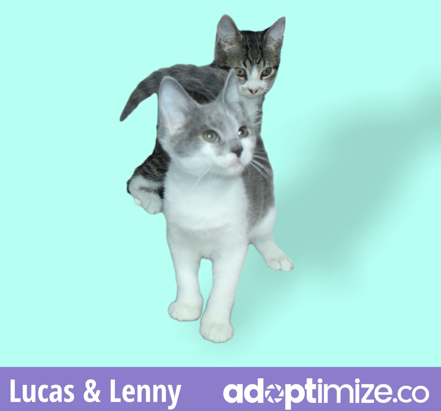 Luna, Lenny, & Lucas 38938, 38941 - Bainbridge-Decatur County Humane ...