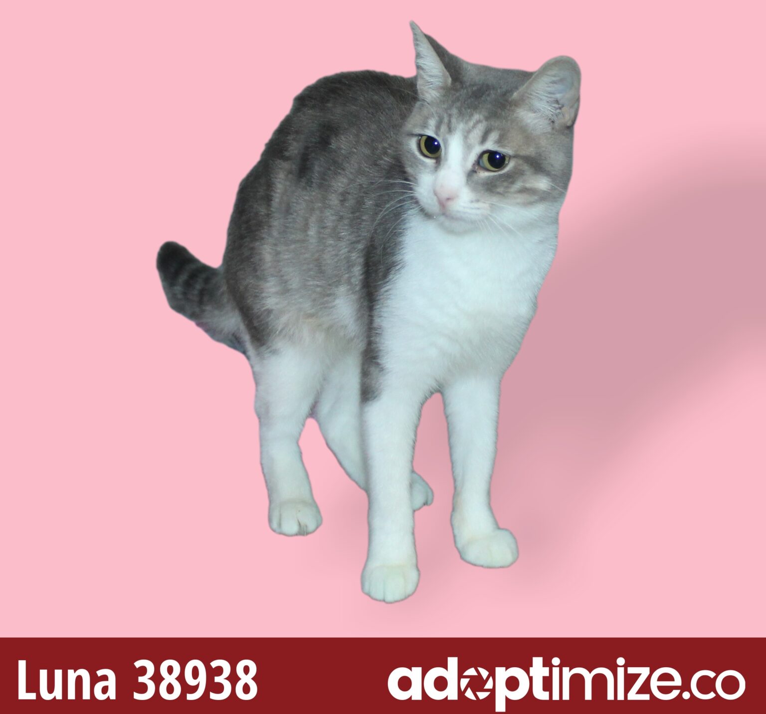 Luna, Lenny, & Lucas 38938, 38941 - Bainbridge-Decatur County Humane ...