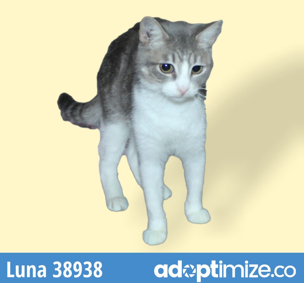 Luna, Lenny, & Lucas 38938, 38941 - Bainbridge-Decatur County Humane ...