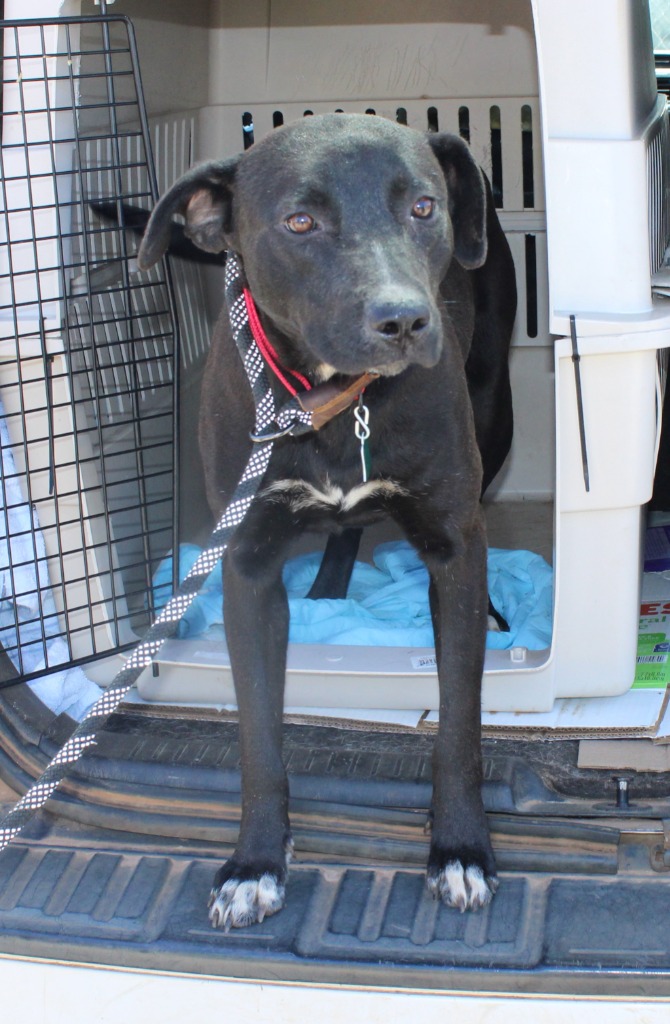 Louise & Suzy 39340-41 - Bainbridge-Decatur County Humane Society