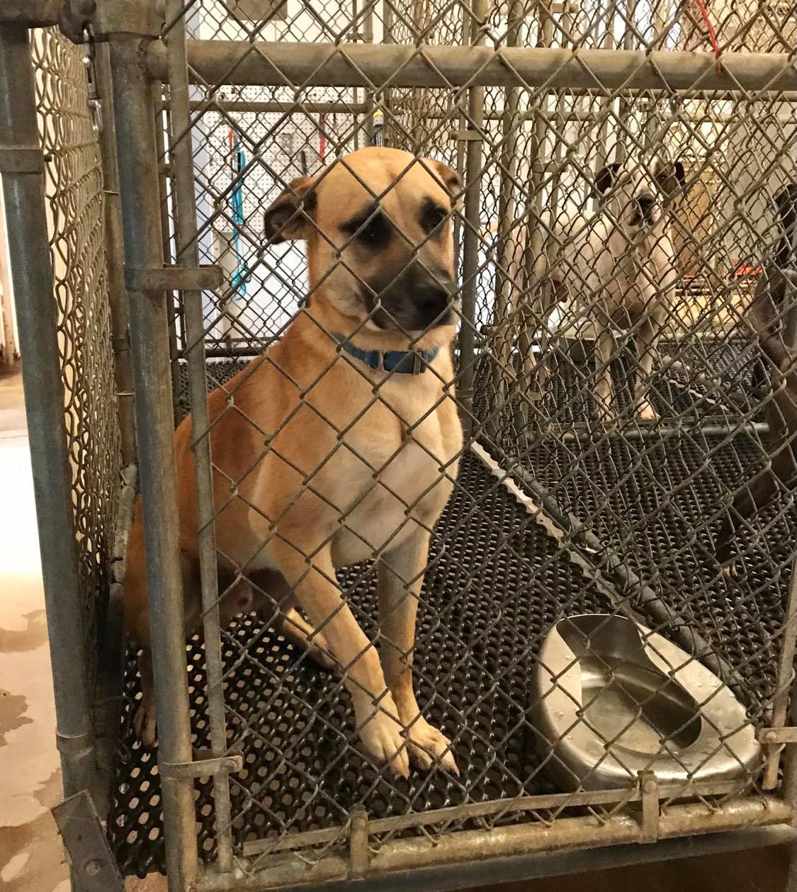 Robbie 39342 - Bainbridge-Decatur County Humane Society