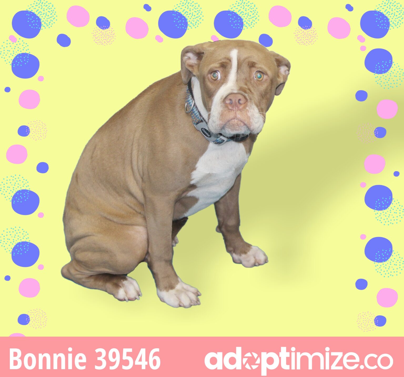 Bonnie 39546 - Bainbridge-Decatur County Humane Society