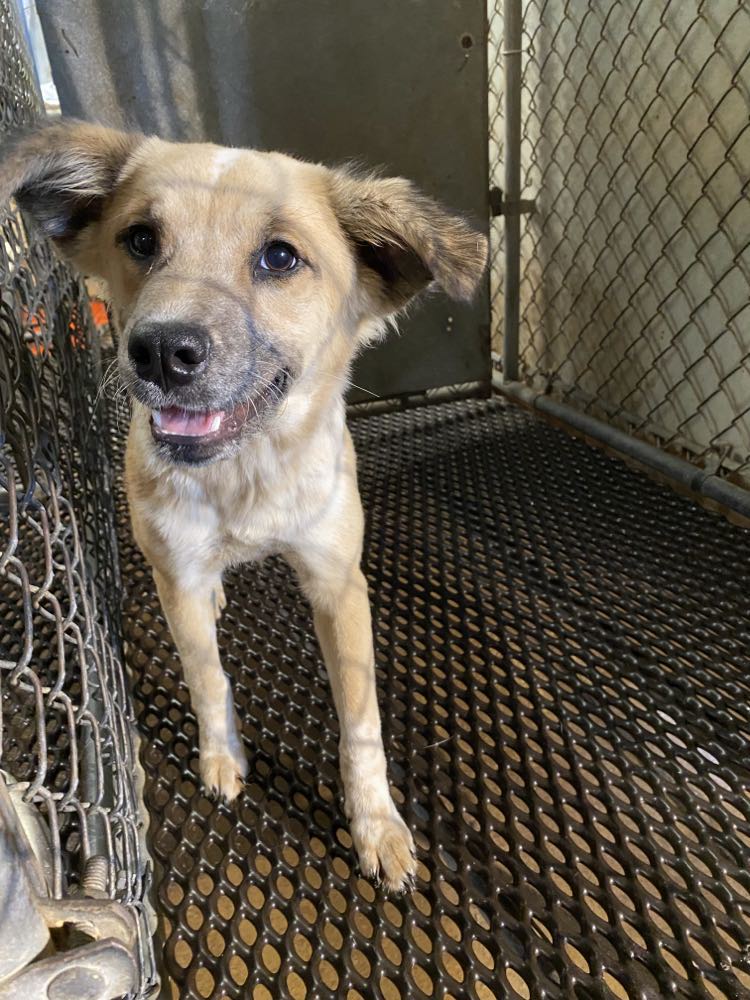 Hannah 39479 - Bainbridge-Decatur County Humane Society