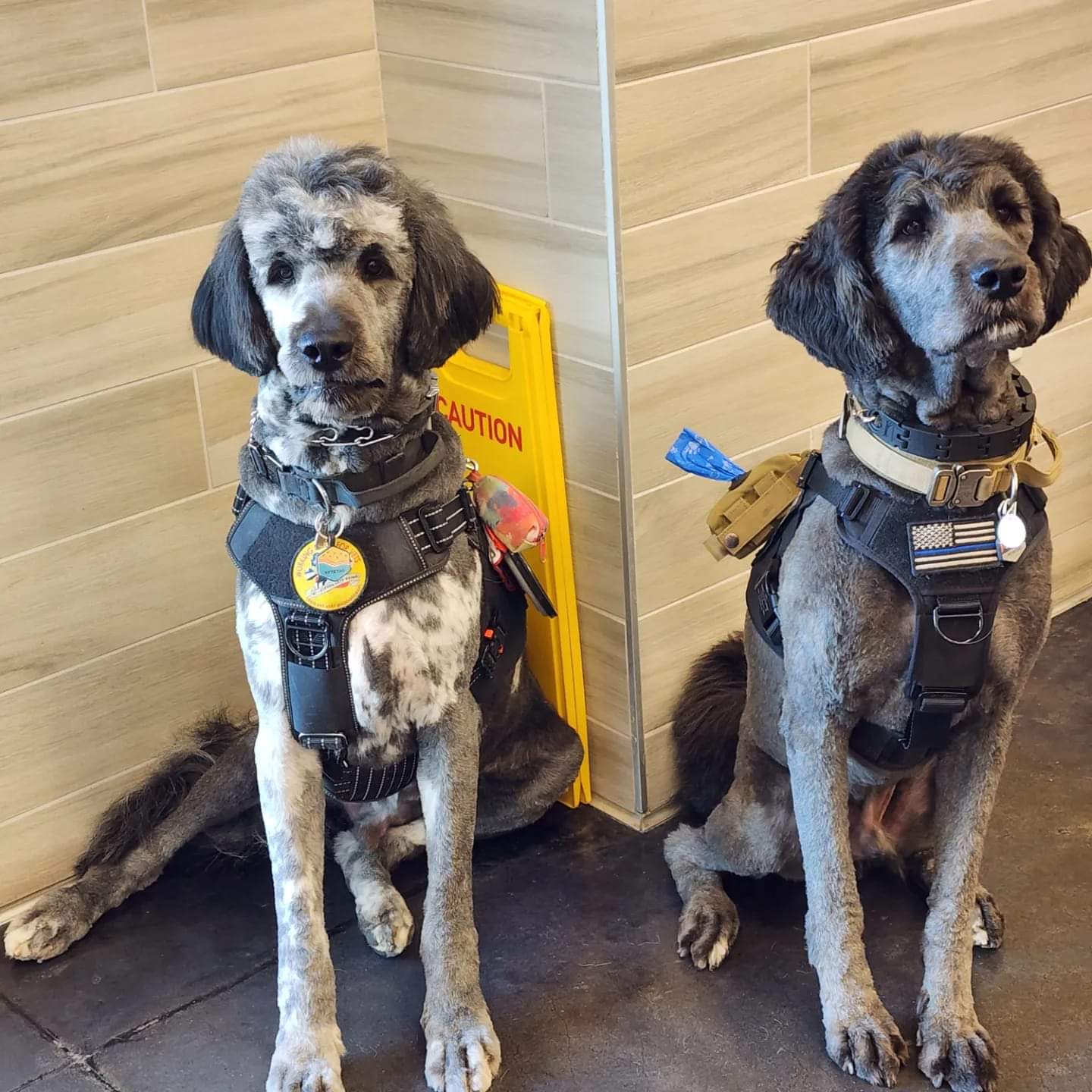 Lost Service Dog - Bainbridge-Decatur County Humane Society