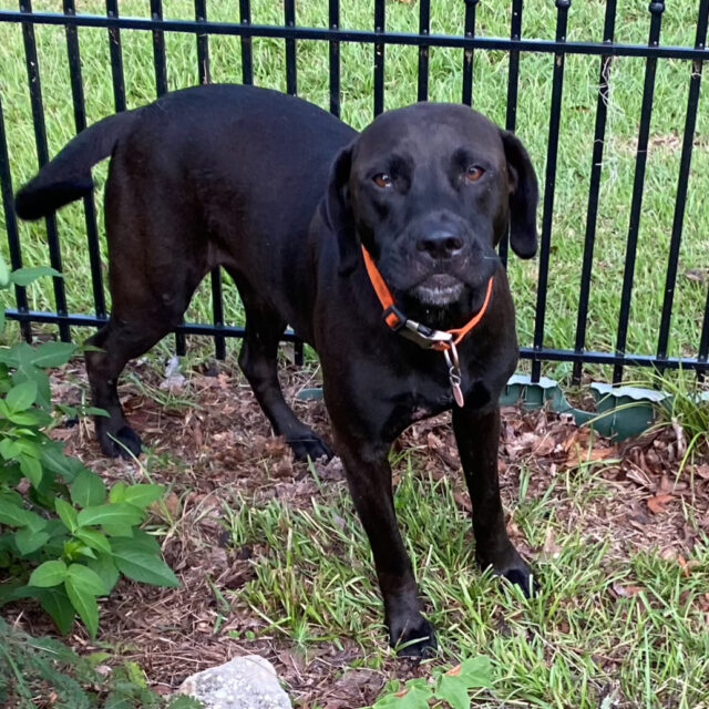 Found chocolate lab at boar ramp - Bainbridge-Decatur County Humane Society