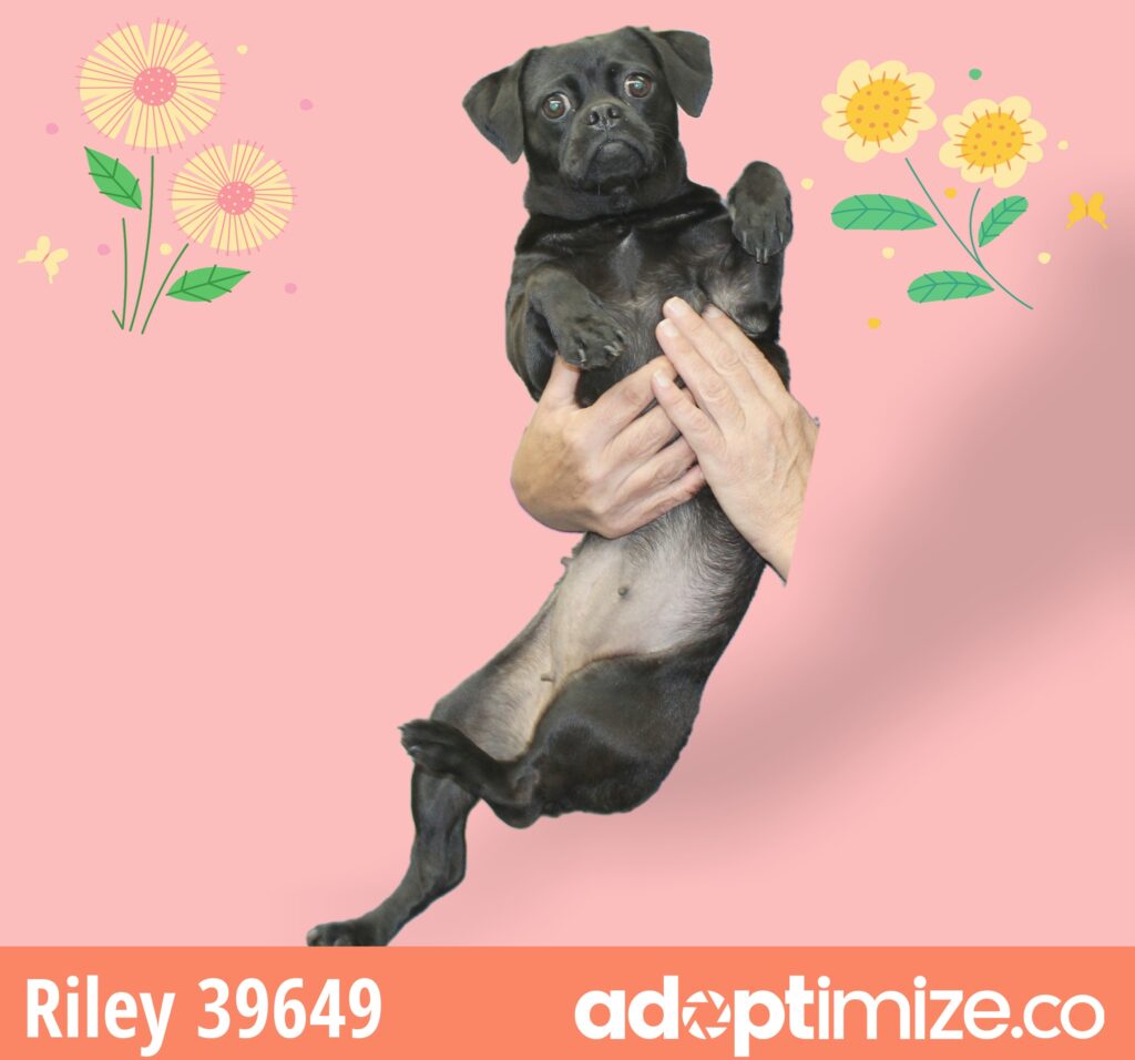 Riley 39649-Adopted - Bainbridge-Decatur County Humane Society