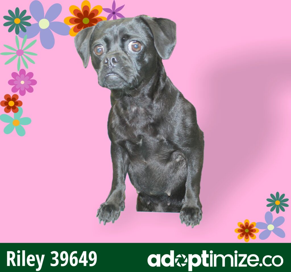 Riley 39649-Adopted - Bainbridge-Decatur County Humane Society