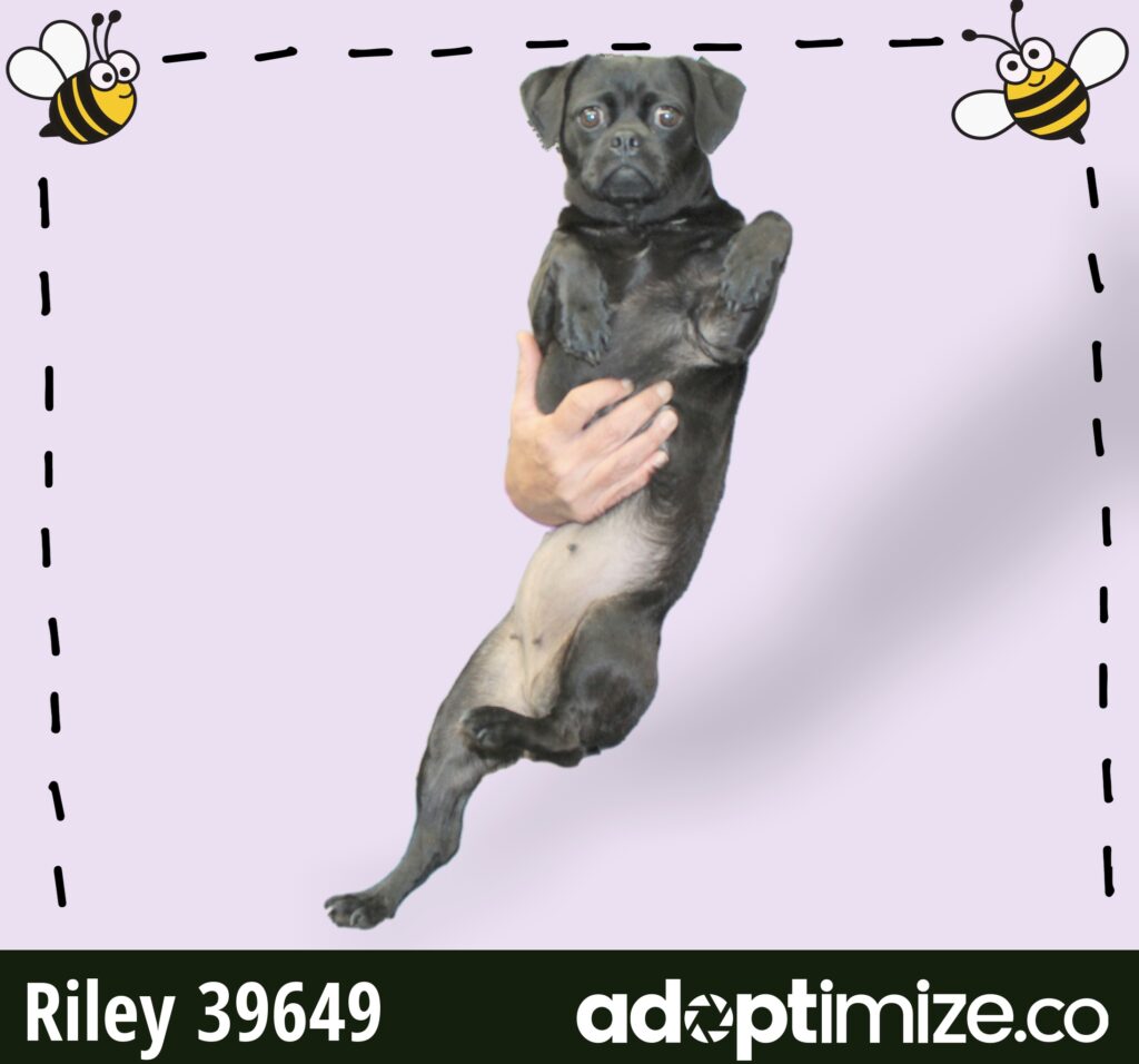 Riley 39649-Adoption Pending - Bainbridge-Decatur County Humane Society