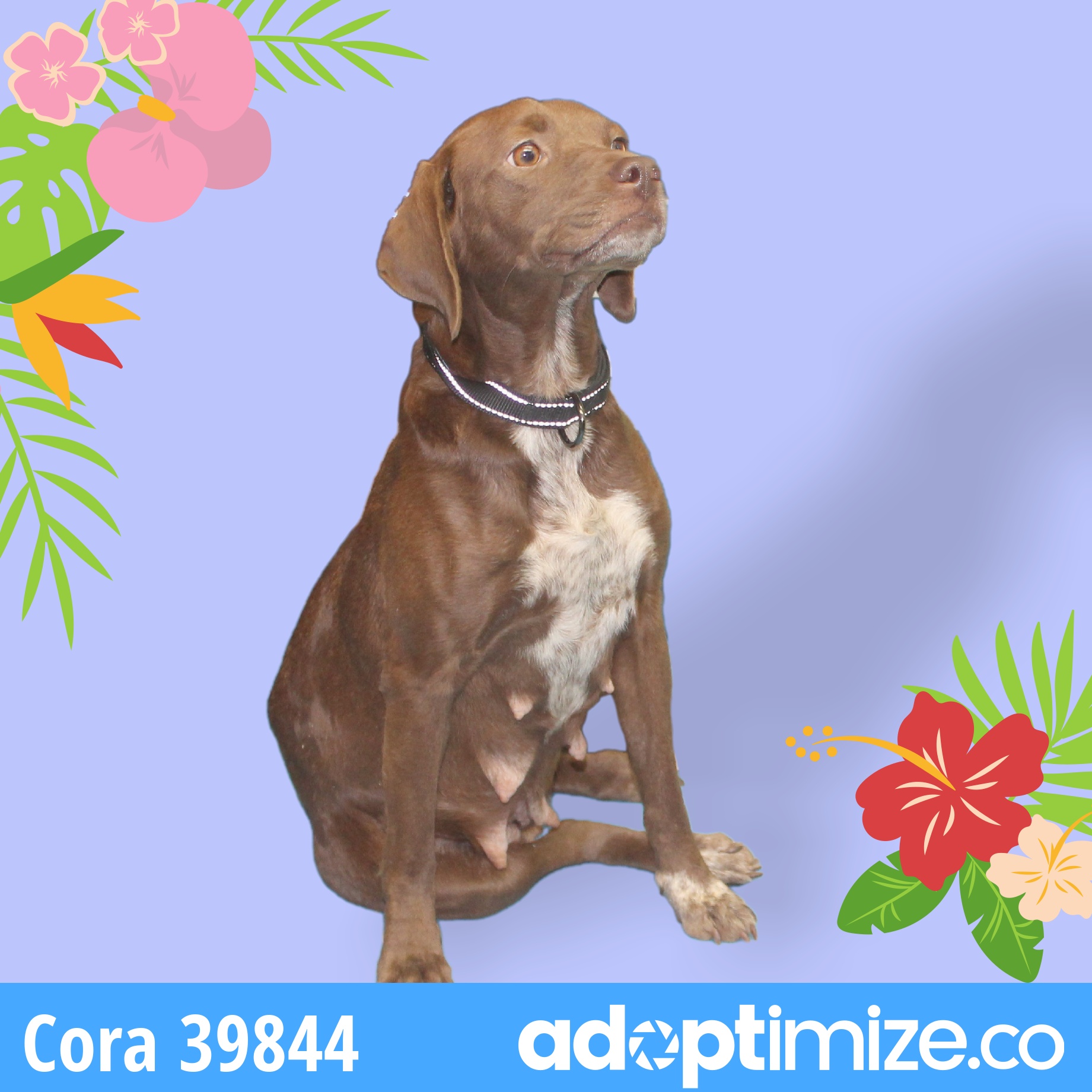 Cora, Cricket, Cookie, Carson 39844-47 - Bainbridge-Decatur County ...