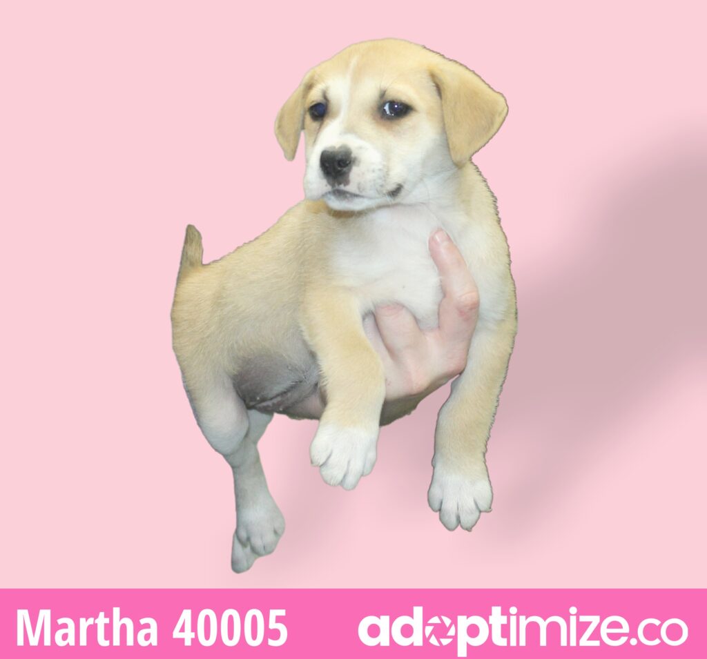 Martha 40005 - Bainbridge-Decatur County Humane Society