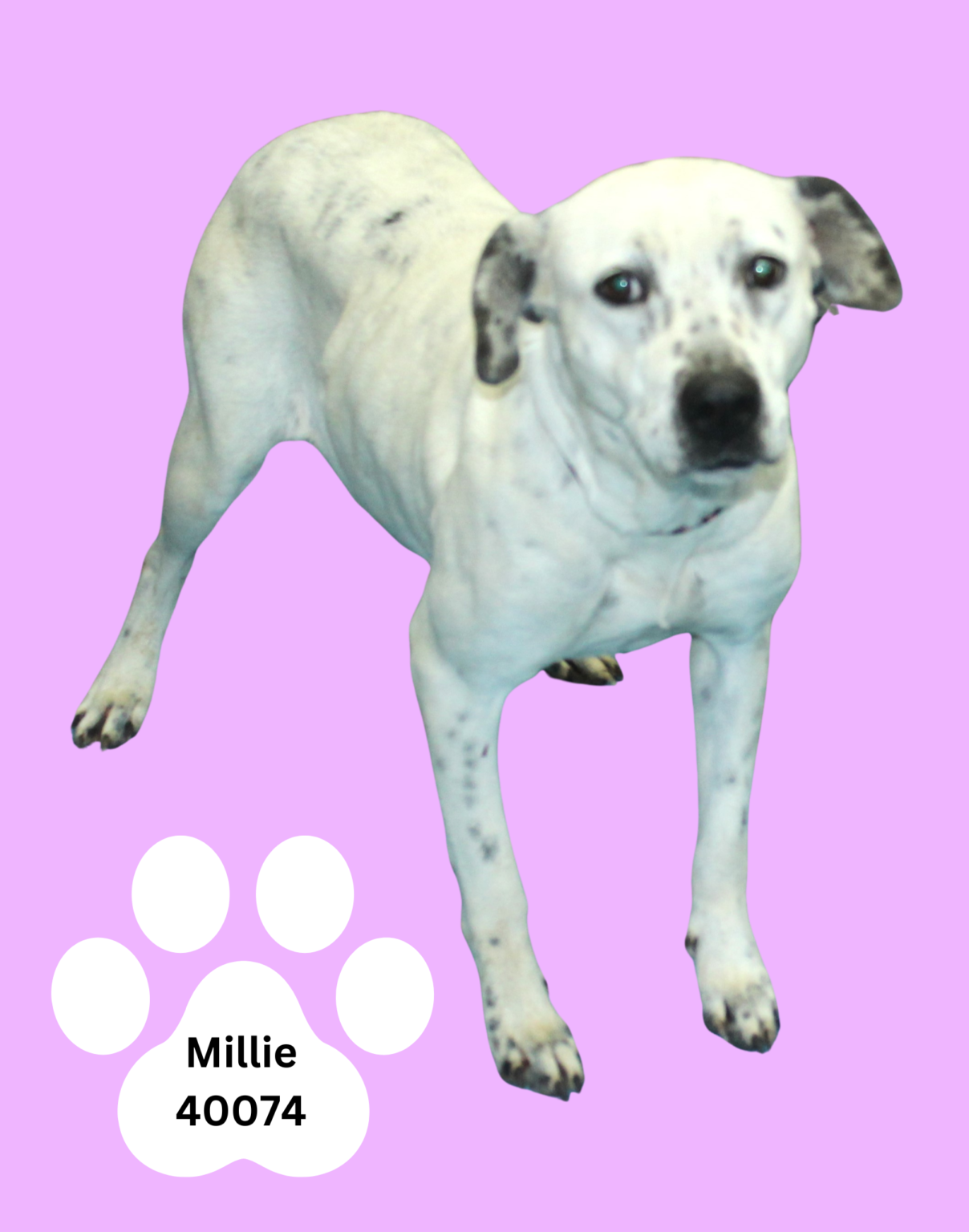 Millie 40074 - Bainbridge-Decatur County Humane Society