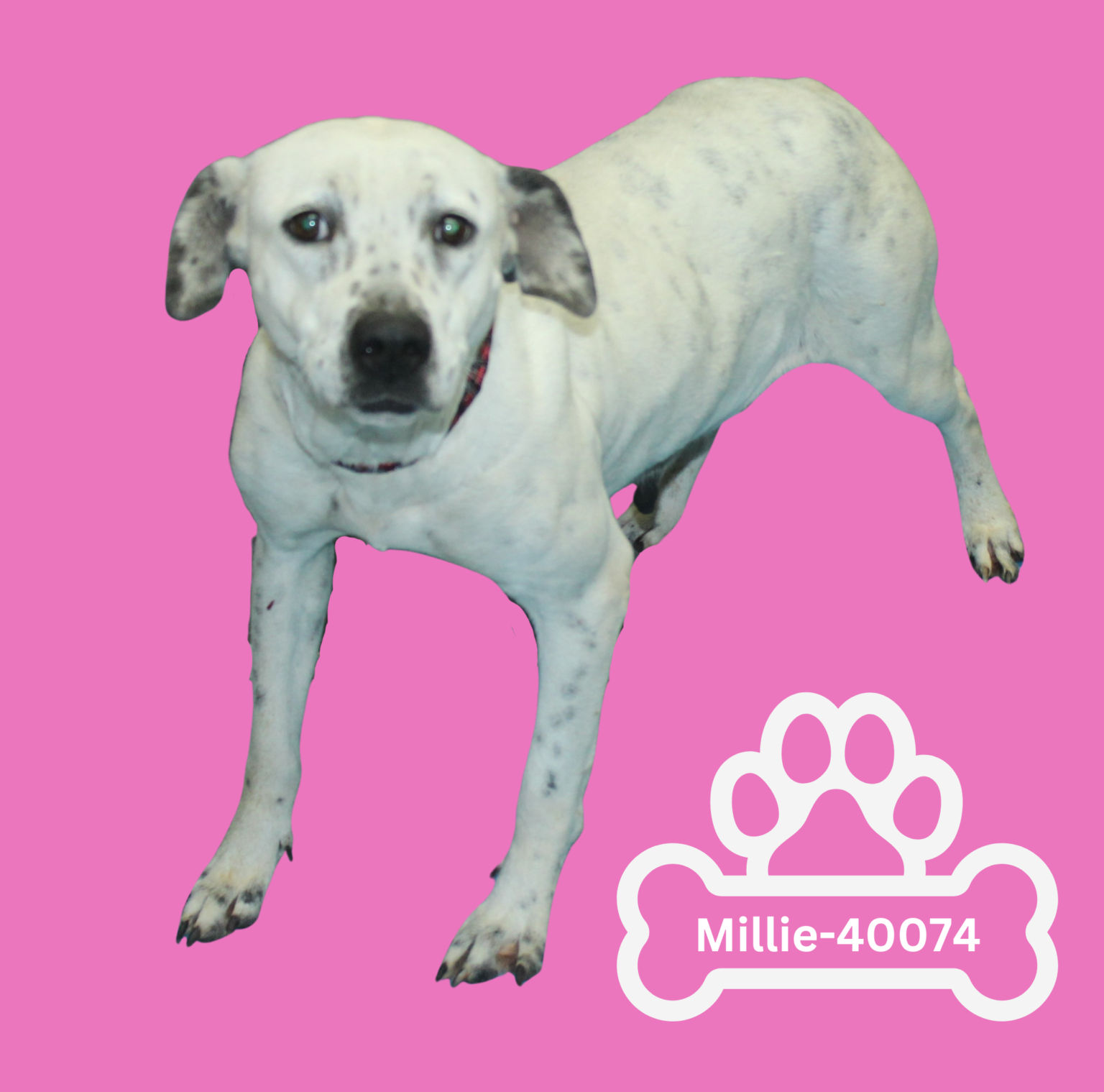 Millie 40074 - Bainbridge-Decatur County Humane Society