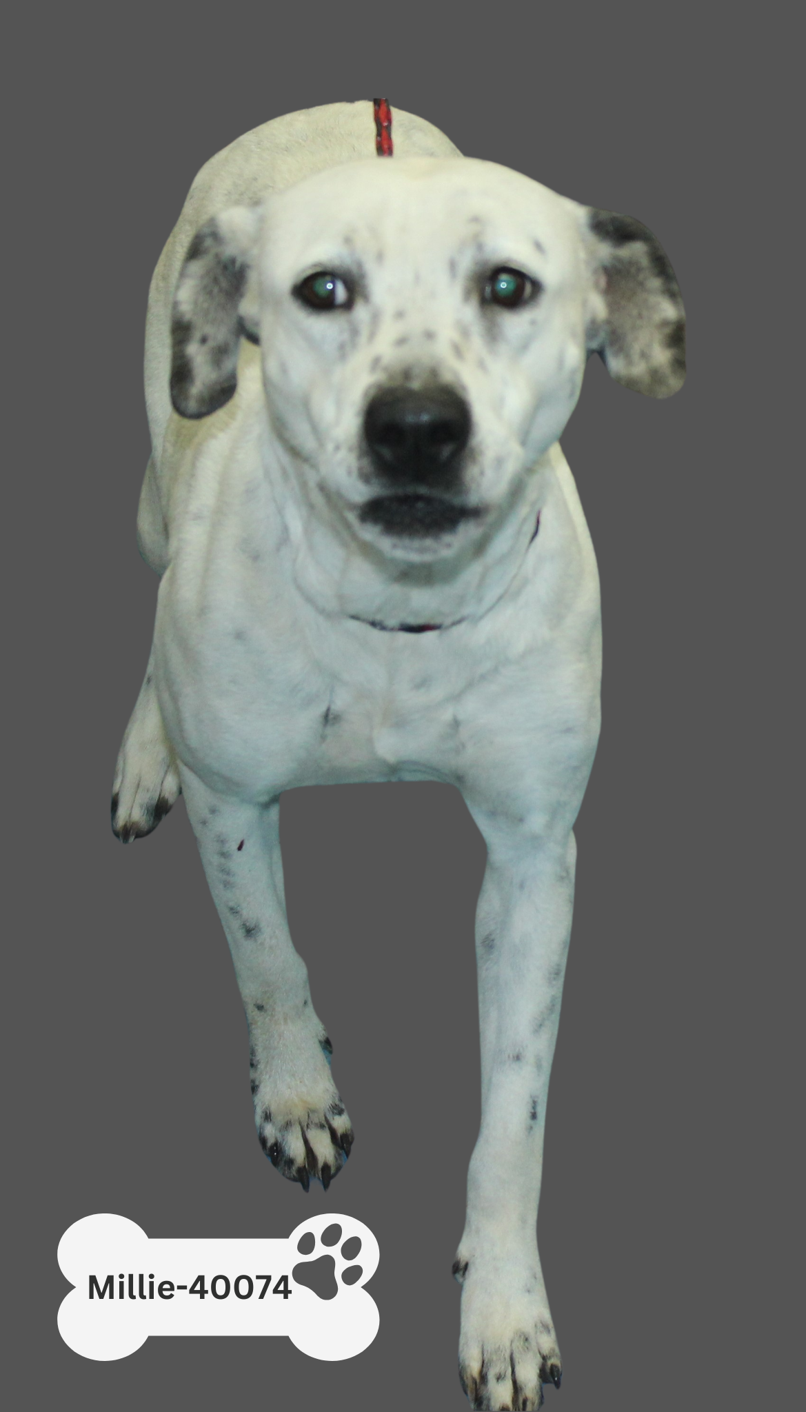 Millie 40074 - Bainbridge-Decatur County Humane Society