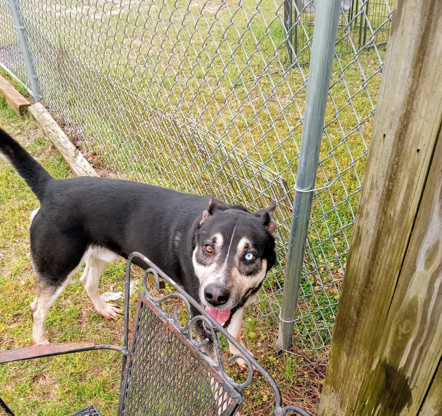 Yates 40030 ADOPTED - Bainbridge-Decatur County Humane Society