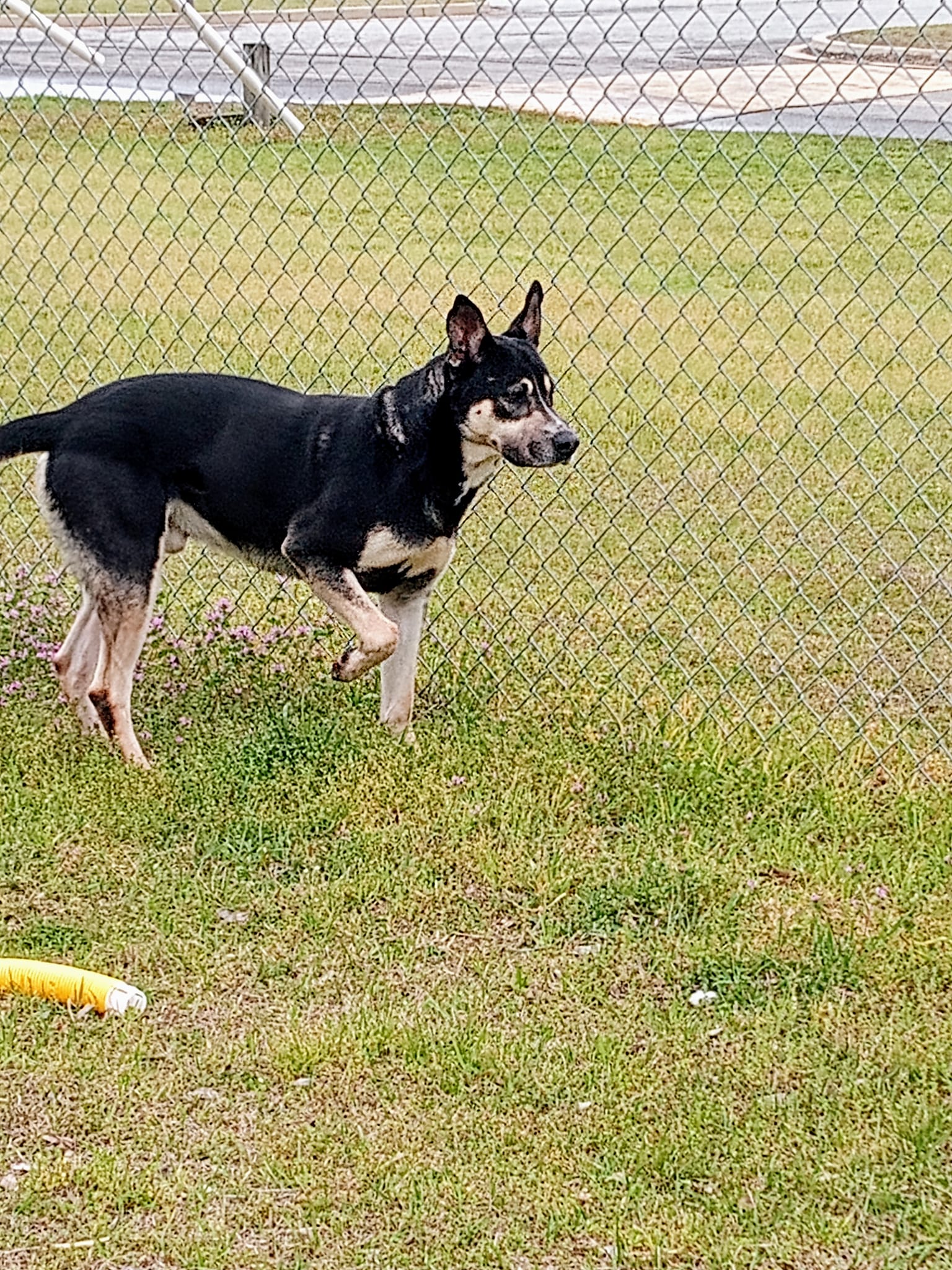 Yates 40030 ADOPTED - Bainbridge-Decatur County Humane Society