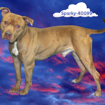 Adopt a Dog - Bainbridge-Decatur County Humane Society