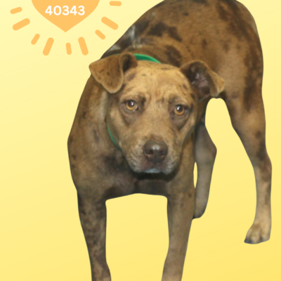 Adopt a Dog - Bainbridge-Decatur County Humane Society