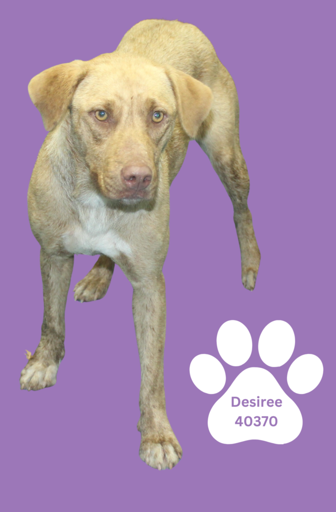 Desiree 40370 - Bainbridge-Decatur County Humane Society