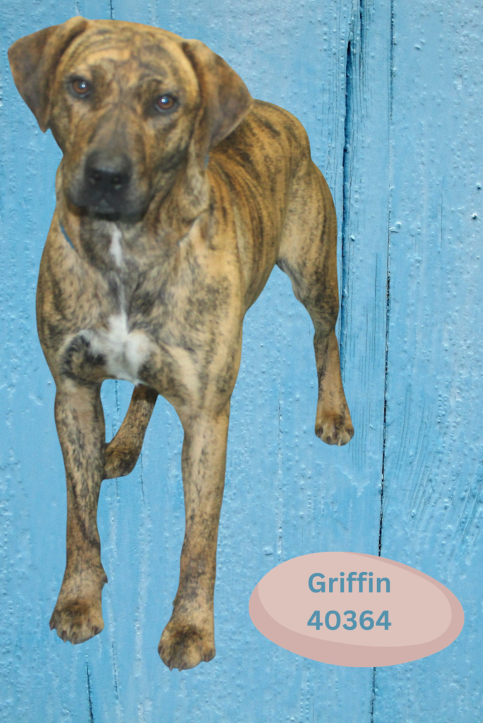 Griffin 40364- ADOPTED - Bainbridge-Decatur County Humane Society
