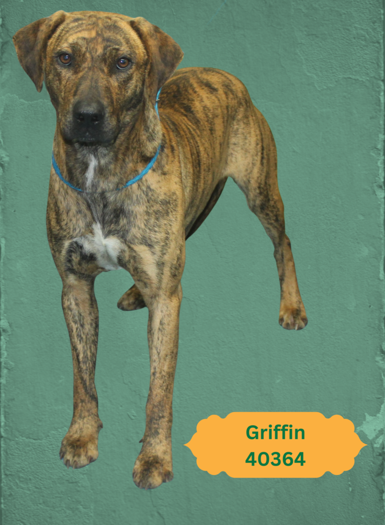 Griffin 40364- ADOPTED - Bainbridge-Decatur County Humane Society