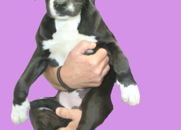 Animal Shelter Pet Adoption Application - Bainbridge-Decatur County ...