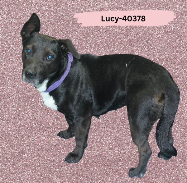 Lucy 40378 - Bainbridge-Decatur County Humane Society