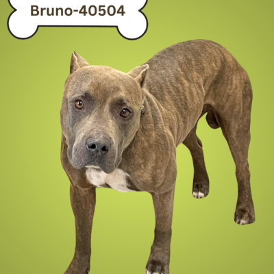 Adopt a Dog - Bainbridge-Decatur County Humane Society