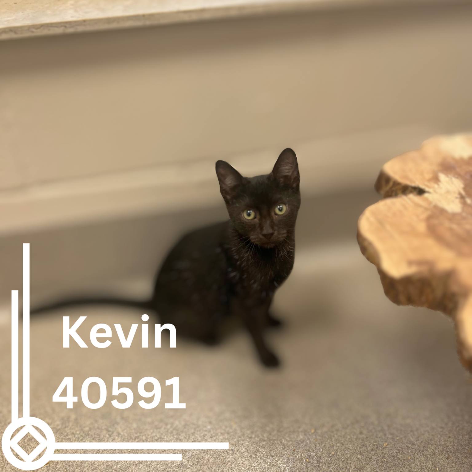 Kevin, Korbin, Ken 40591-40593 RESCUED - Bainbridge-Decatur County ...