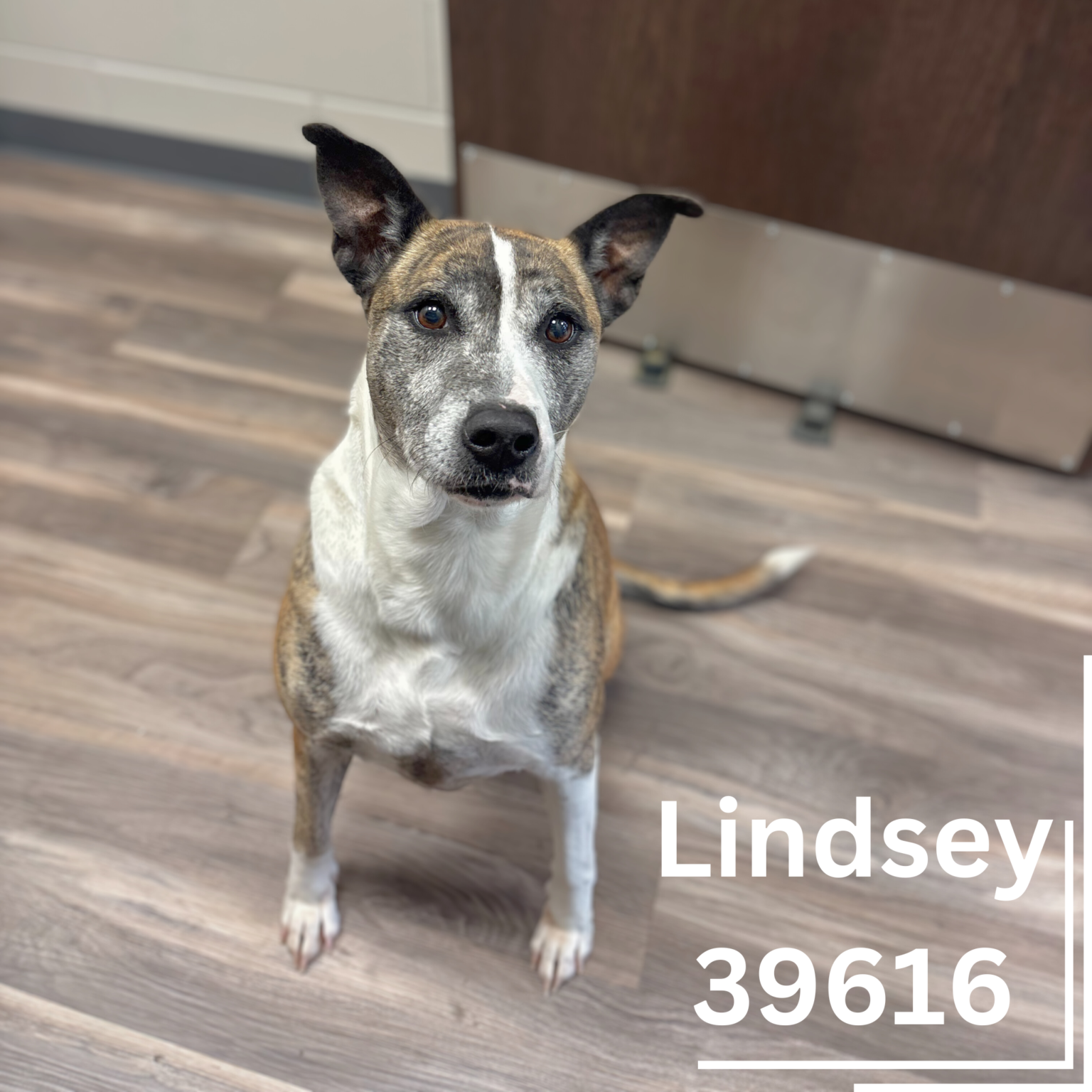 Lindsey 39616 - Bainbridge-Decatur County Humane Society
