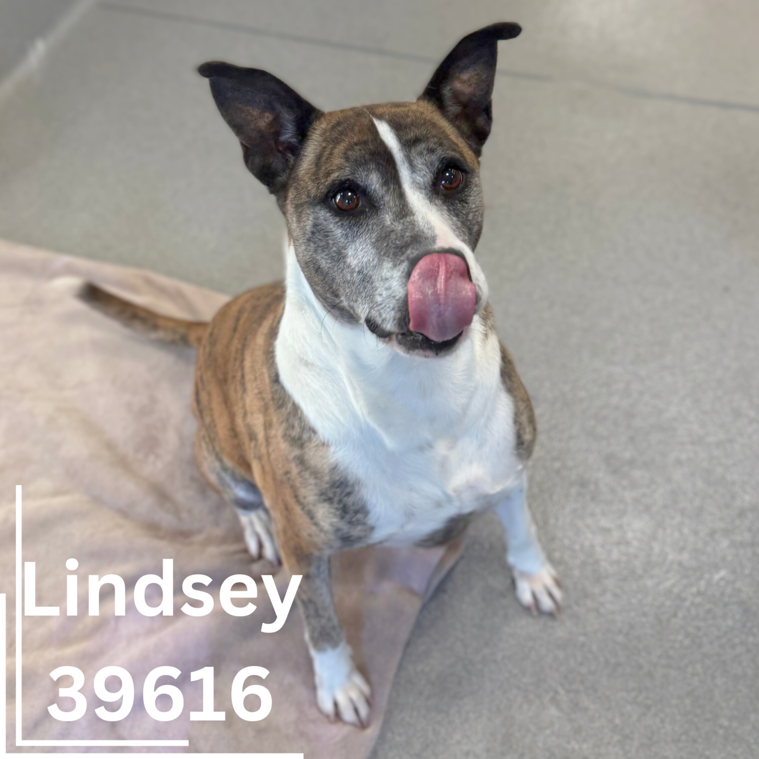 Lindsey 39616 - Bainbridge-Decatur County Humane Society