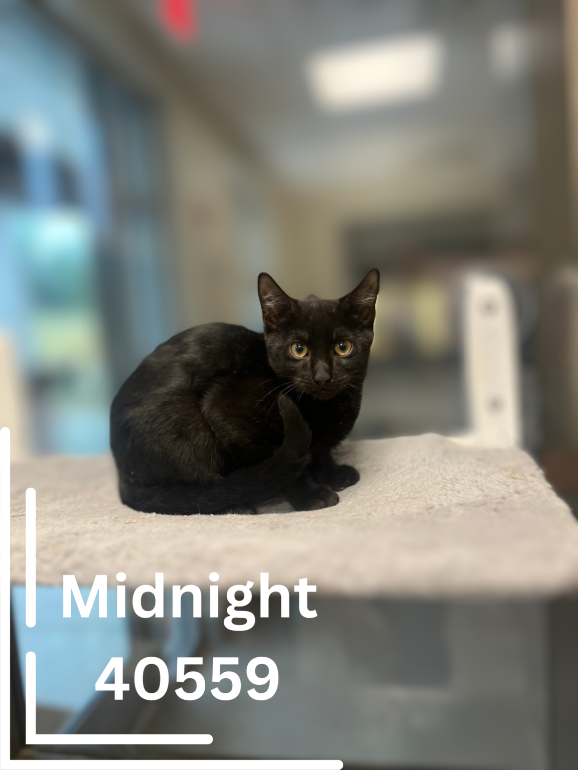 Midnight 50559- ADOPTED - Bainbridge-Decatur County Humane Society