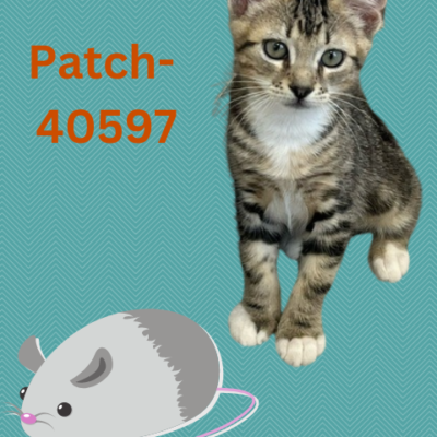 Adopt a Cat - Bainbridge-Decatur County Humane Society