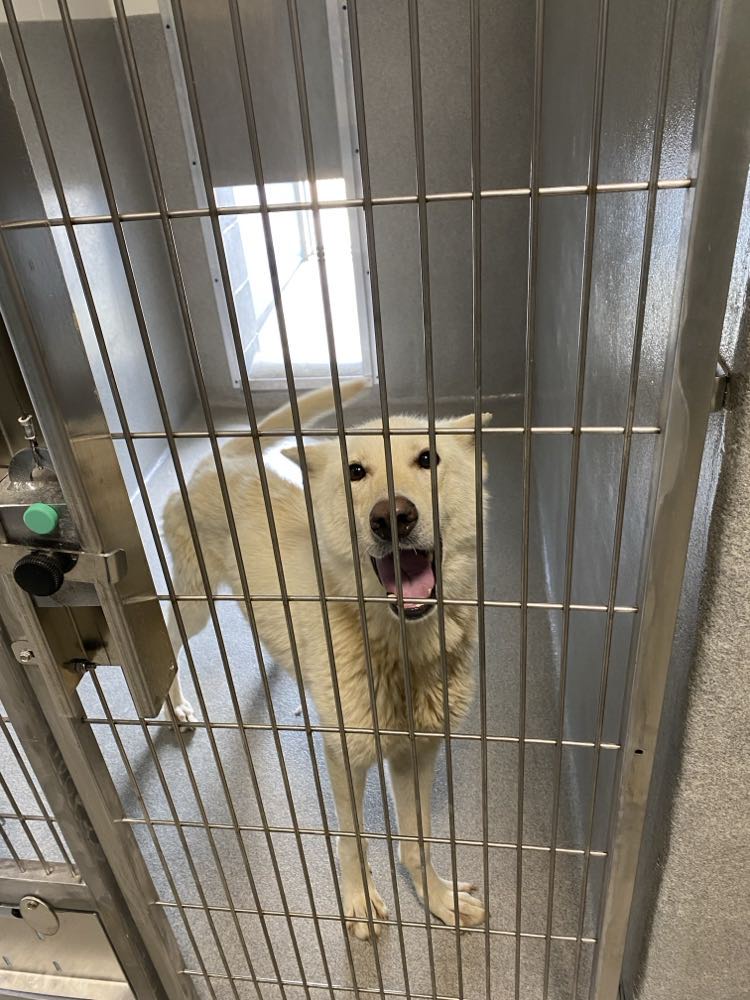 Arnold 40484 - Bainbridge-Decatur County Humane Society