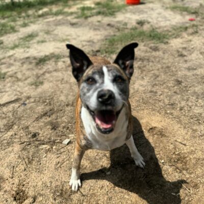 Adopt a Dog - Bainbridge-Decatur County Humane Society