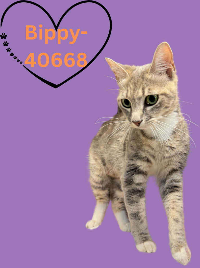 Bippy 40668 – Adopted - Bainbridge-Decatur County Humane Society