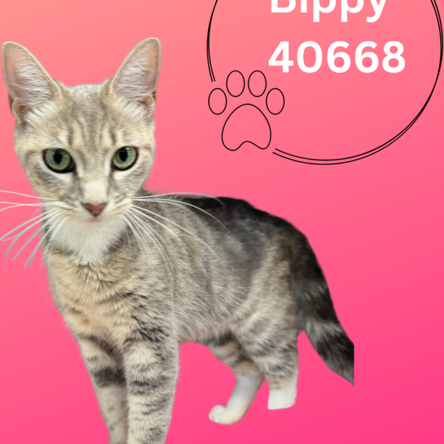 Bippy 40668 – Adopted - Bainbridge-Decatur County Humane Society