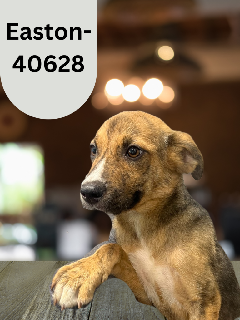 Easton 40628 - Bainbridge-Decatur County Humane Society