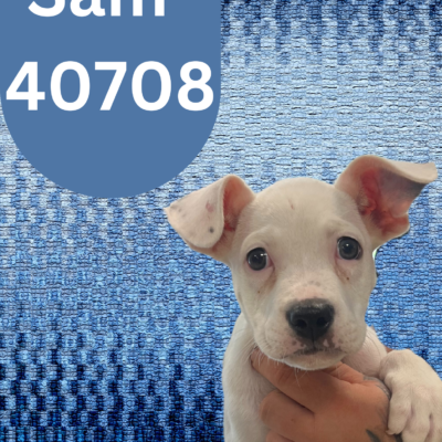 Adopt a Dog - Bainbridge-Decatur County Humane Society