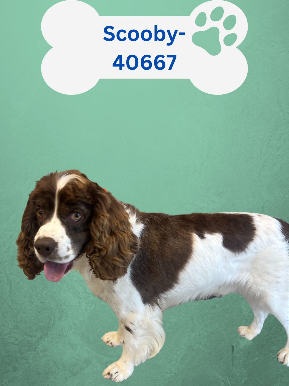 Scooby 40667 - Bainbridge-Decatur County Humane Society