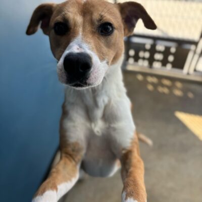 Adopt a Dog - Bainbridge-Decatur County Humane Society