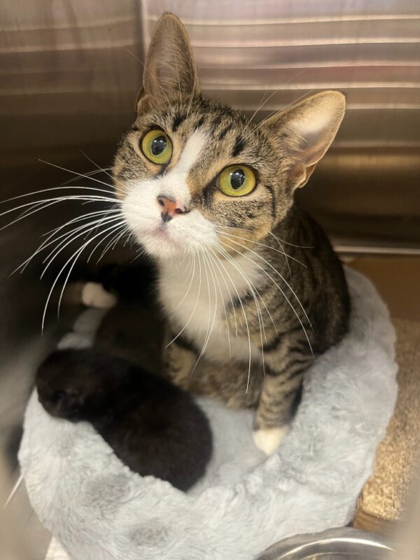 Bobbi Joe & Kits 40793-96 ADOPTED - Bainbridge-Decatur County Humane ...