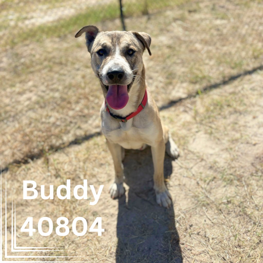 Buddy 40804 RESCUED - Bainbridge-Decatur County Humane Society