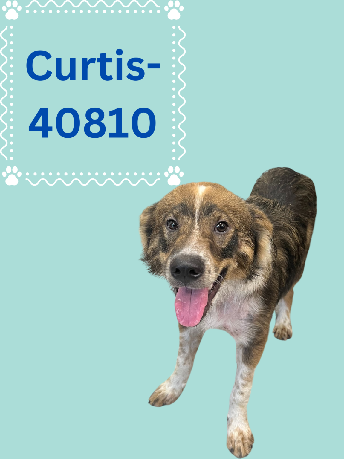 Curtis 40810- RESCUED - Bainbridge-Decatur County Humane Society