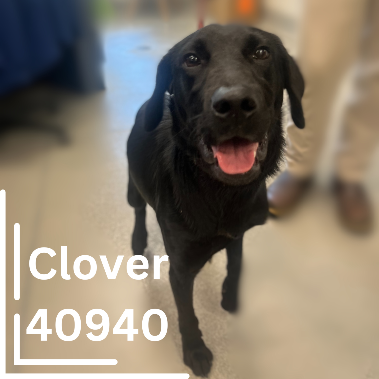 Clover 40940 RESCUED - Bainbridge-Decatur County Humane Society