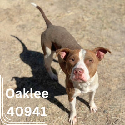 Adopt a Dog - Bainbridge-Decatur County Humane Society