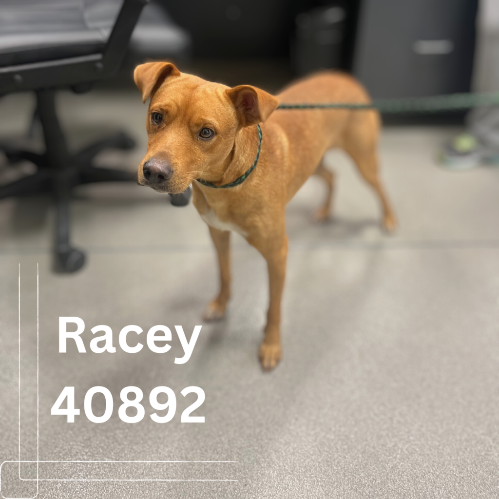 Racey 40892 – ADOPTED - Bainbridge-Decatur County Humane Society