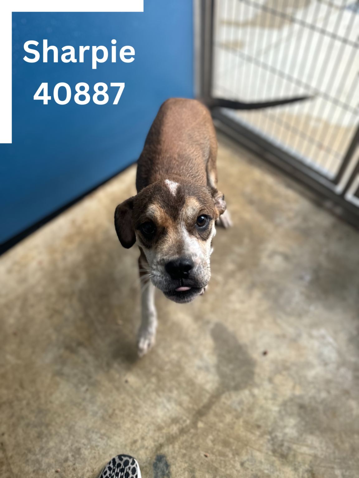 Sharpie 40887 RESCUED - Bainbridge-Decatur County Humane Society